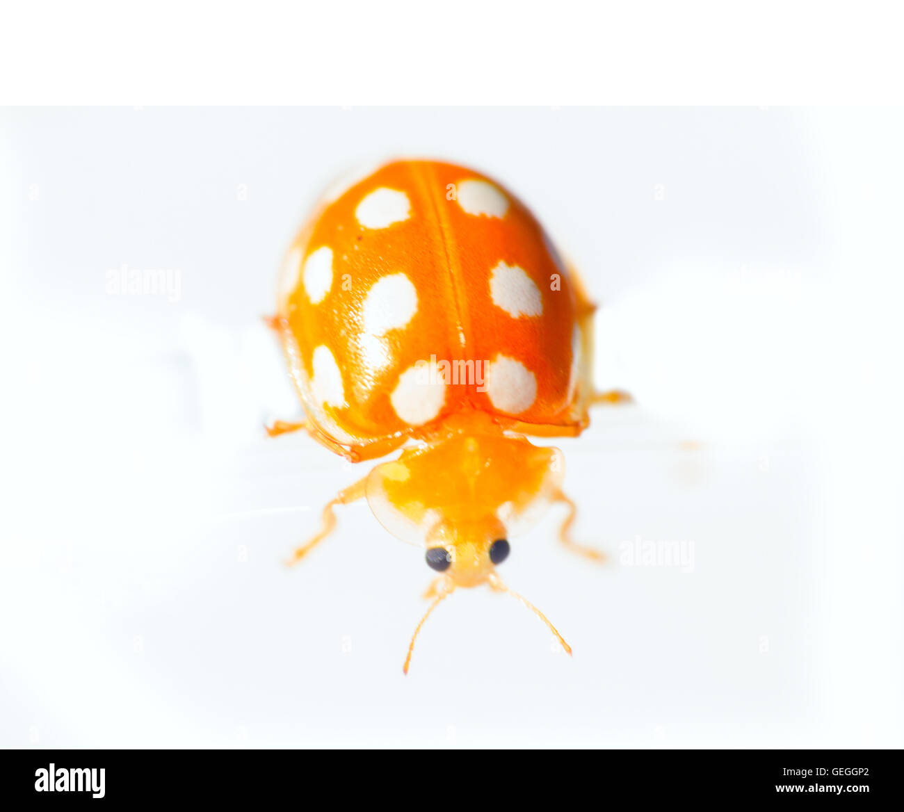 ladybug yellow Studio shot isolated on white Stock Photo - Alamy