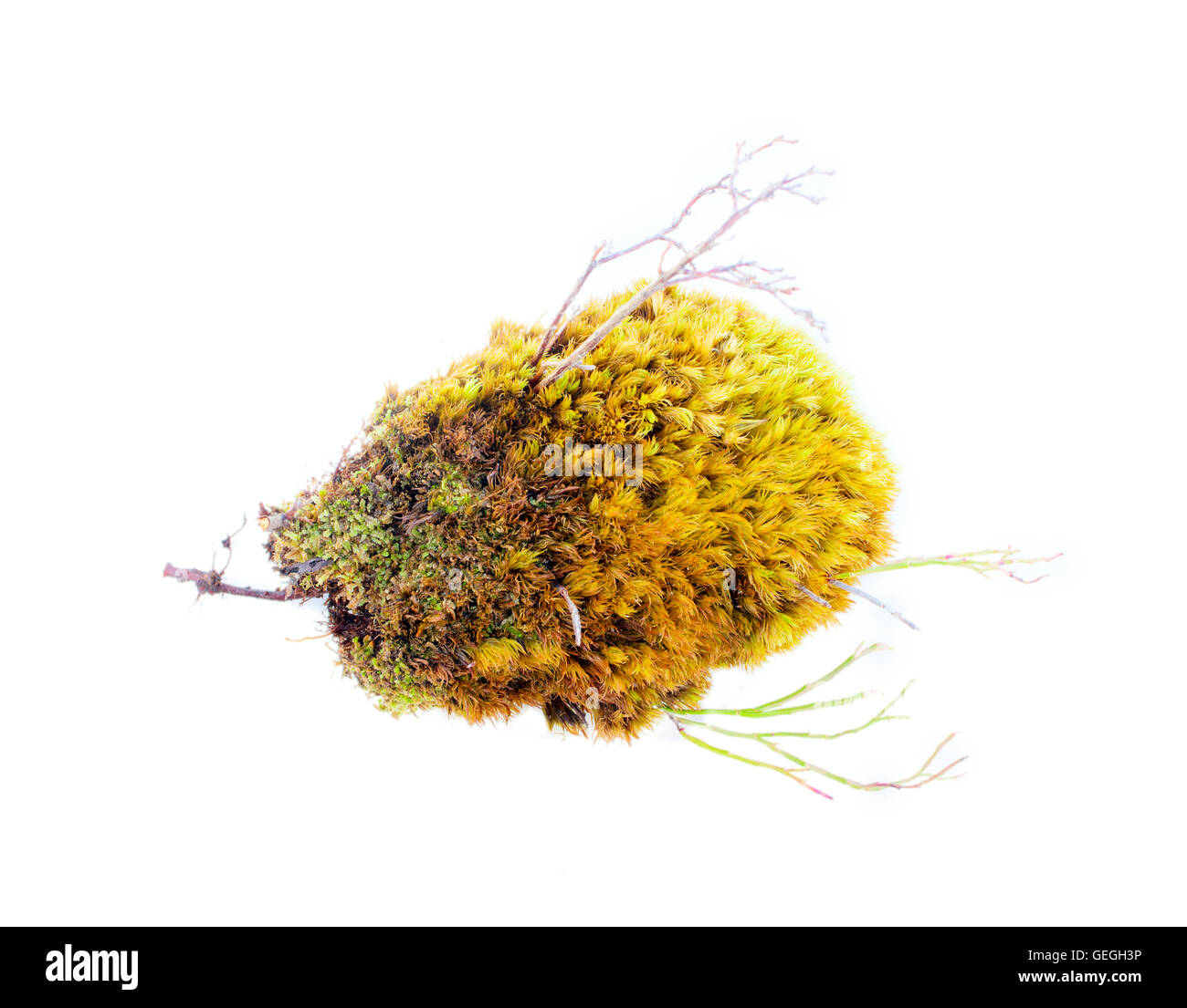 Places of vegetation Cut Out Stock Images & Pictures - Alamy