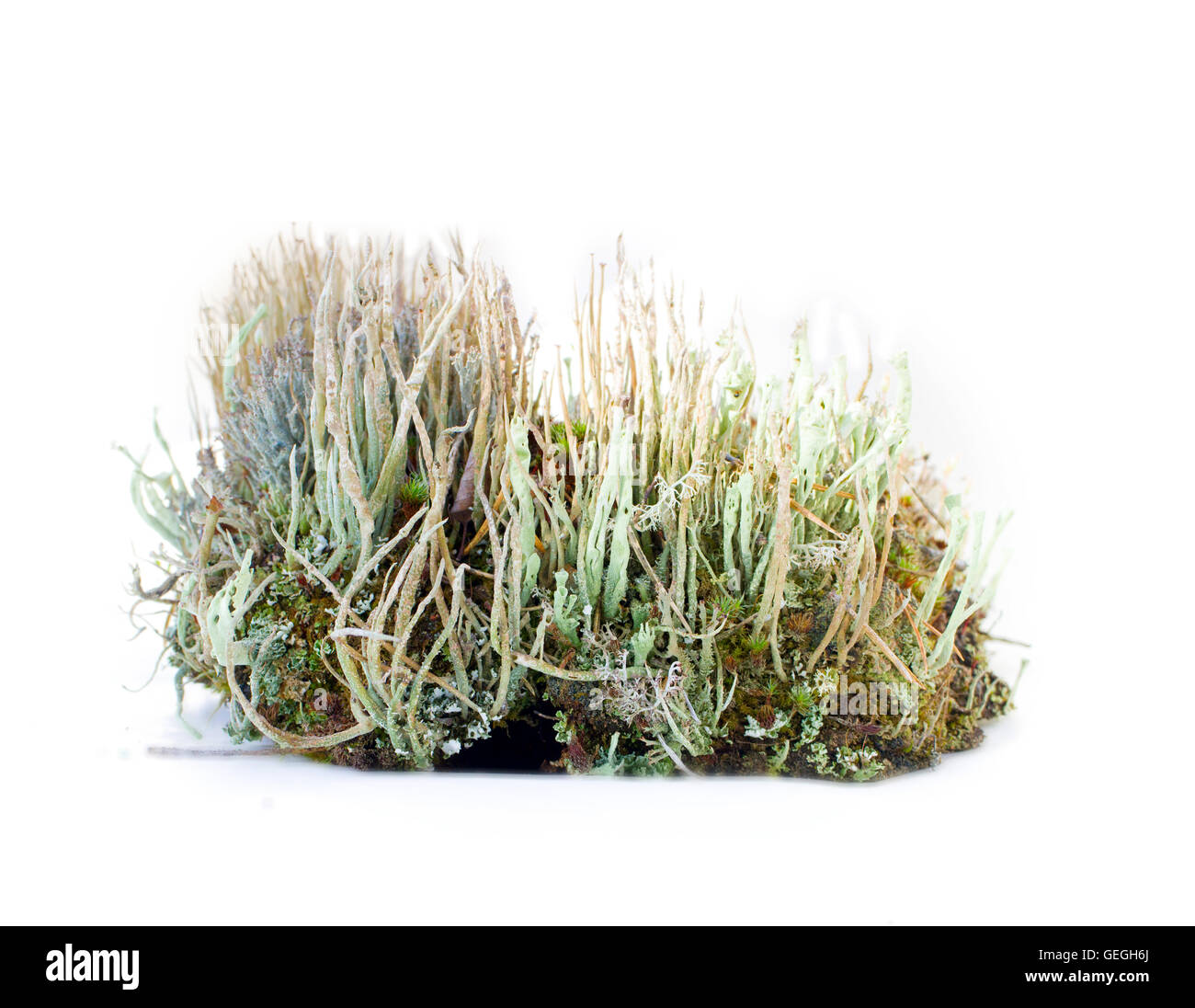 moss from the wild mountain places in isolation Stock Photo - Alamy