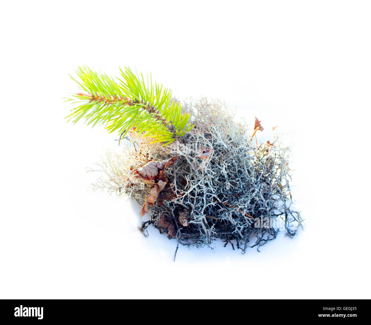 moss from the wild mountain places in isolation Stock Photo - Alamy