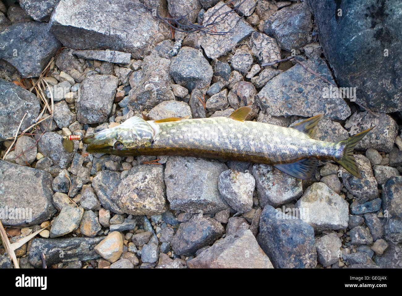 pike fishing big Northern fish Stock Photo - Alamy