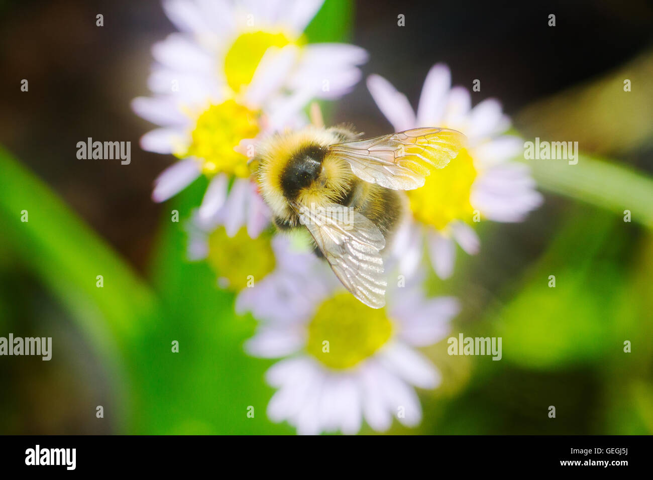 Sedum flowers bumblebee hi-res stock photography and images - Alamy