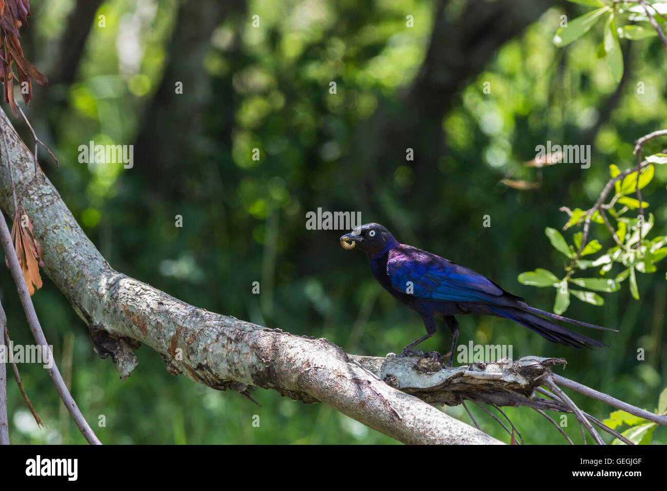 Rüppells starling sitting on a branch with food in his beak, Masai Mara ...