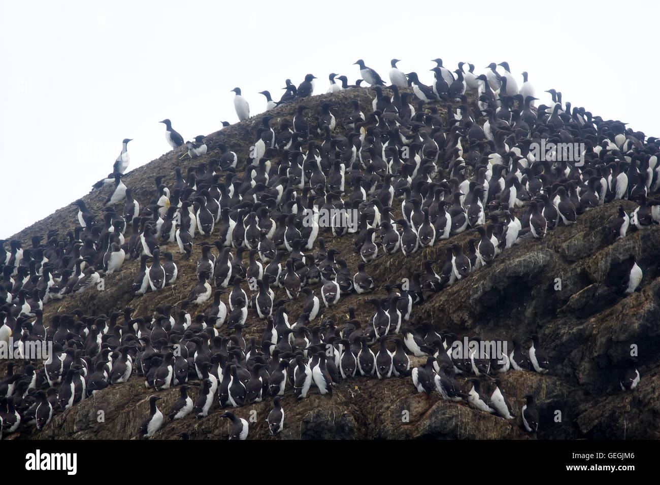 A lot of Brunnich's guillemots on steep rock in Barents sea Bird colony ...