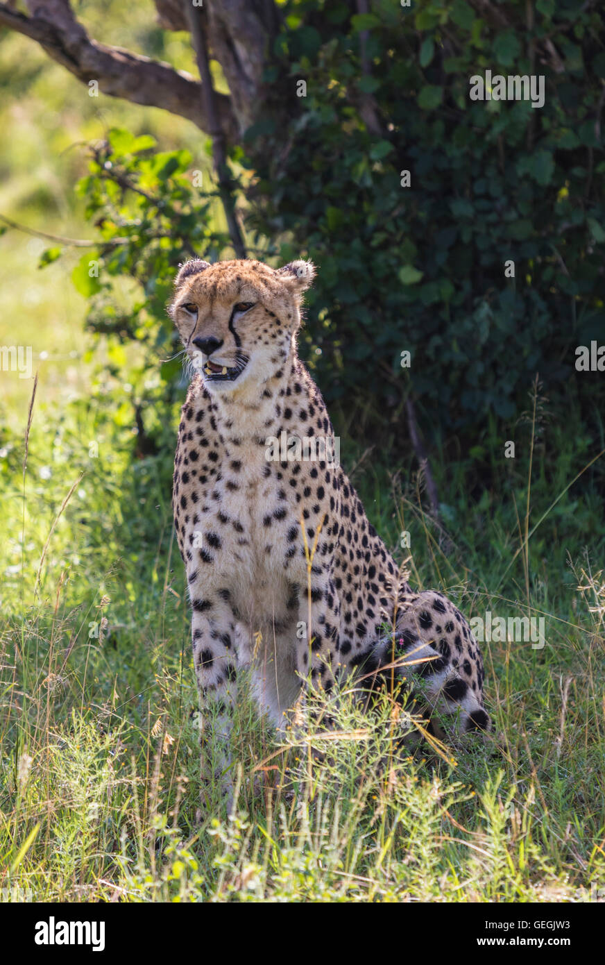 Cheetah sitting under a tree and looking for prey, Masai Mara, Kenya ...