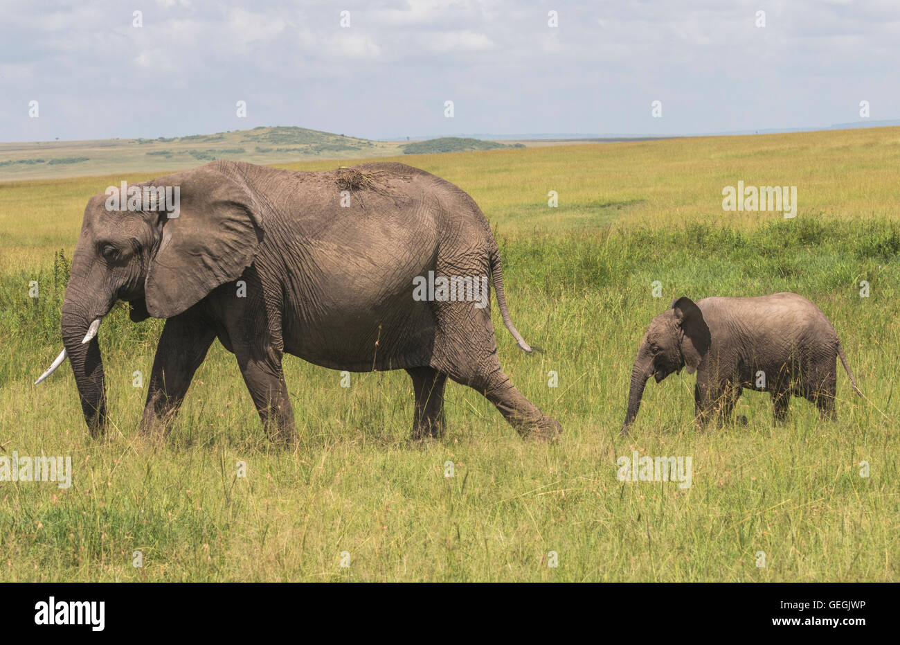Elephant with calf walking with the calf behind in high grass on the ...