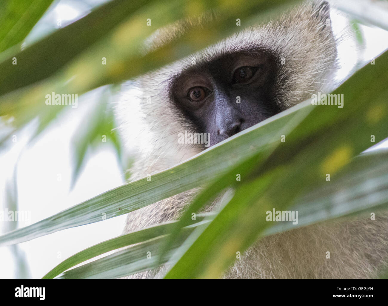 Vervet monkey sitting in a tree and peaking through the leaves, Ukunda ...