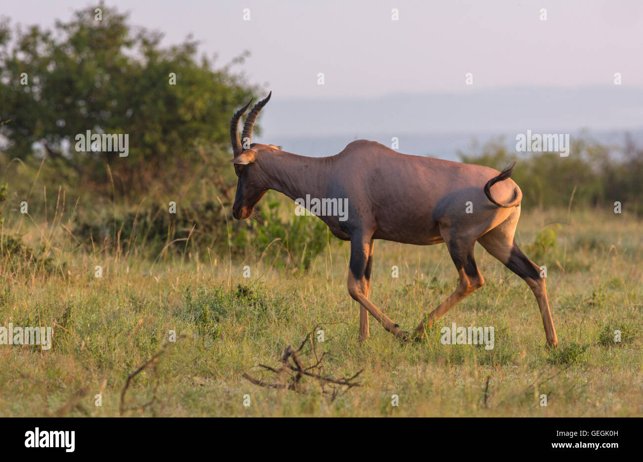 Topi gazelle walking on the savanna in sunset, Masai Mara, Kenya ...