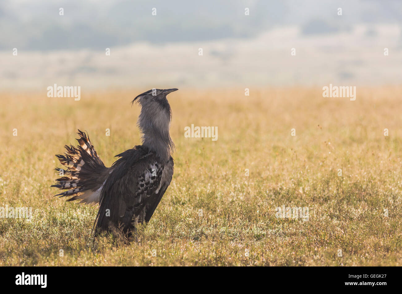A Kori bustard bird standing in high grass on the savanna, looking in ...