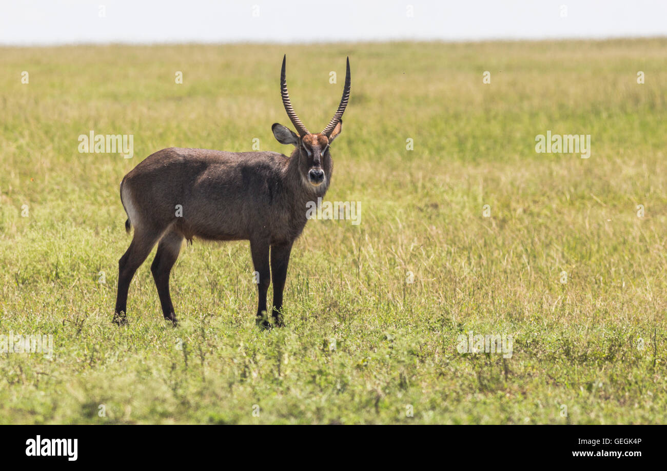 Waterbuck standing on the savanna in Masai Mara, Kenya, Africa Stock ...