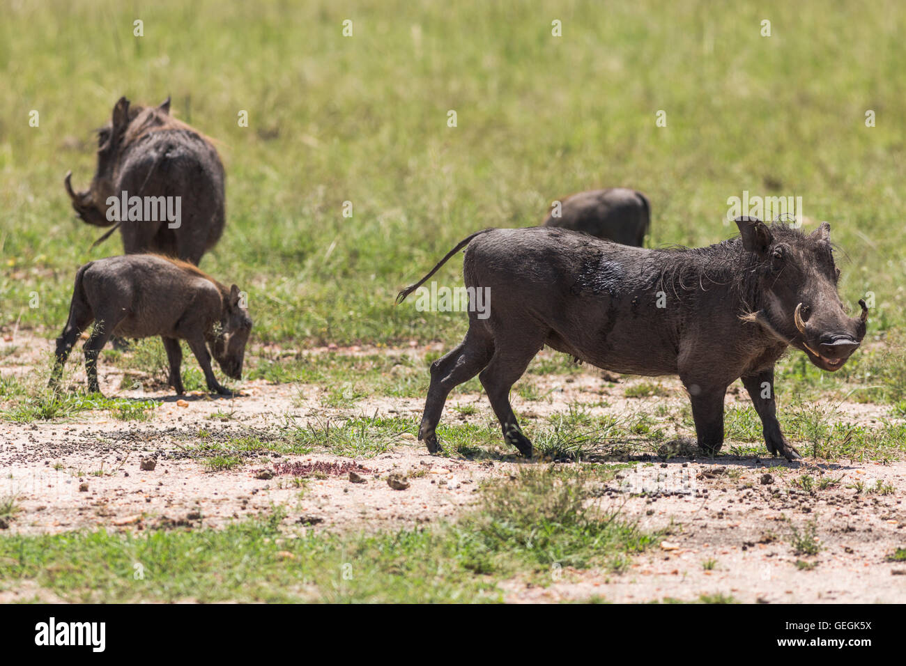 Four wart hogs on the savanna in Masai Mara, Kenya, Africa Stock Photo ...