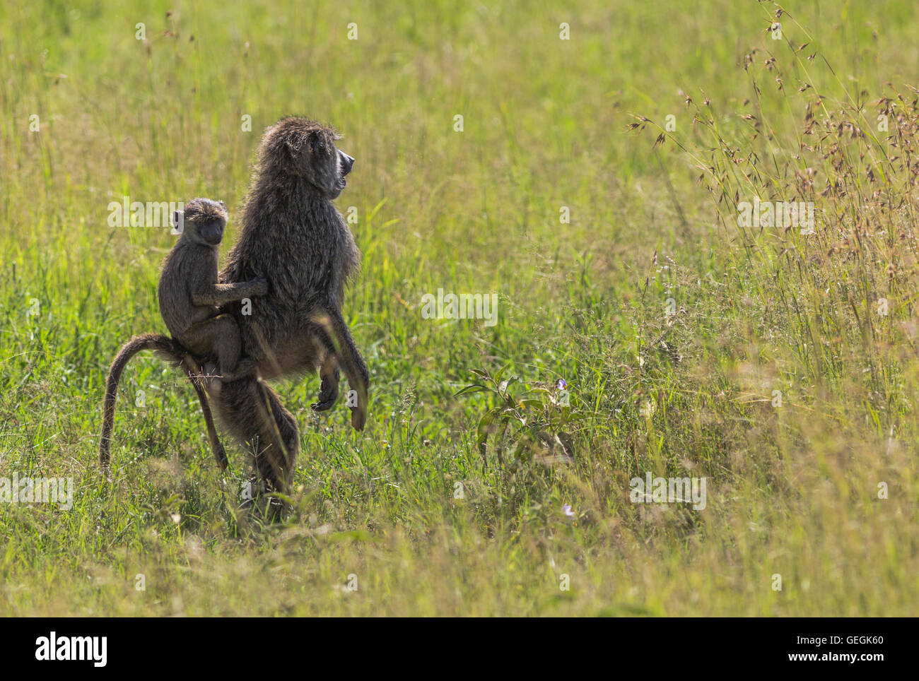 Backfeet hi-res stock photography and images - Alamy