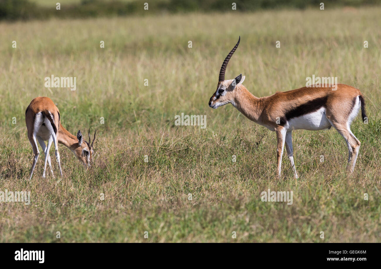 Male and female Thomsons gazelle eating grass on the savanna in Masai ...