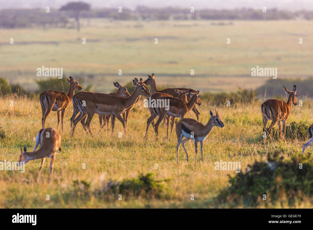 Herd of female impalas in warm morning light with a view over the ...