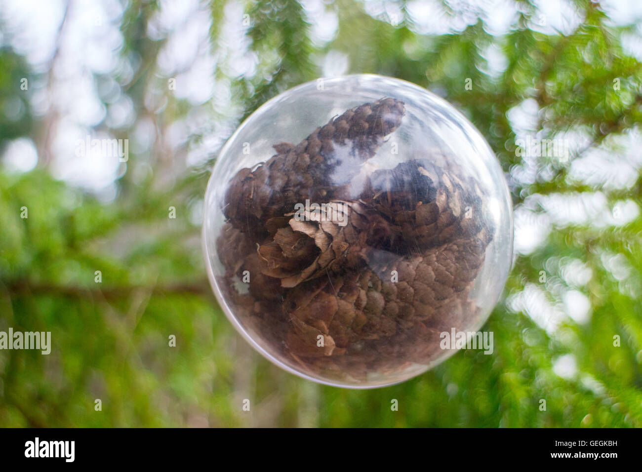 global concept in the sphere of protection of coniferous forests Stock ...