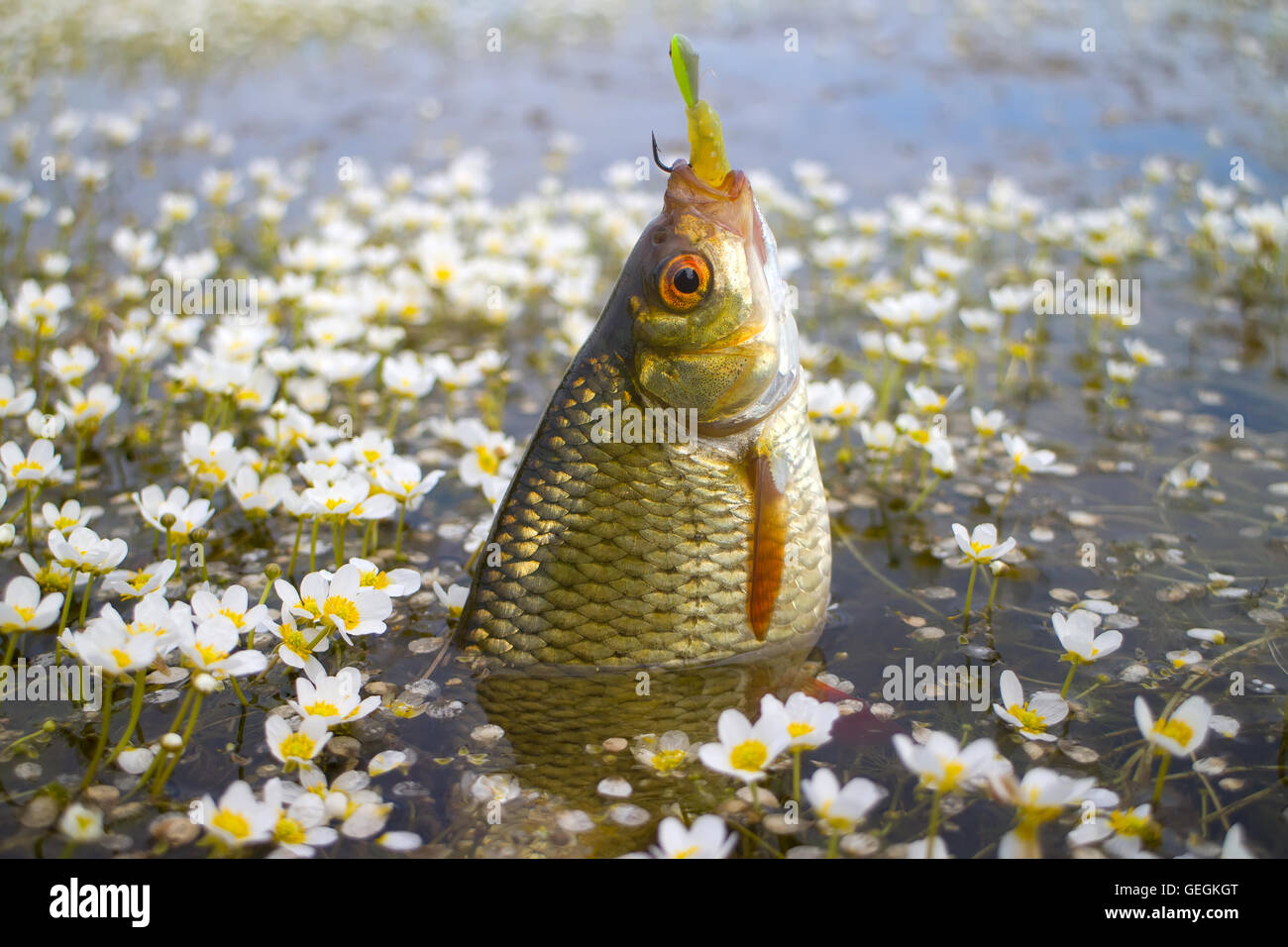 fishing on freshwater lakes in the reeds Stock Photo - Alamy