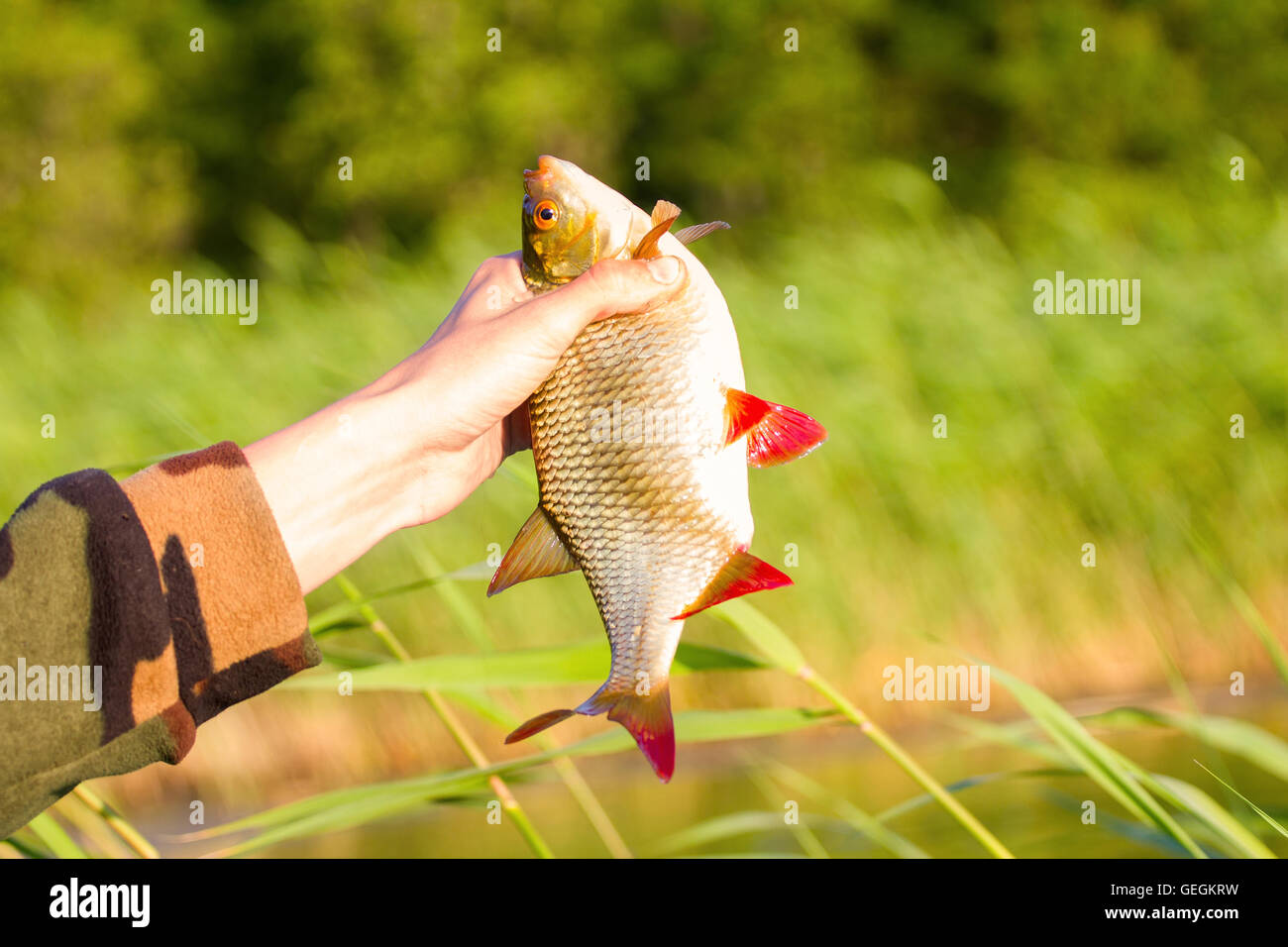 fishing on freshwater lakes in the reeds Stock Photo - Alamy