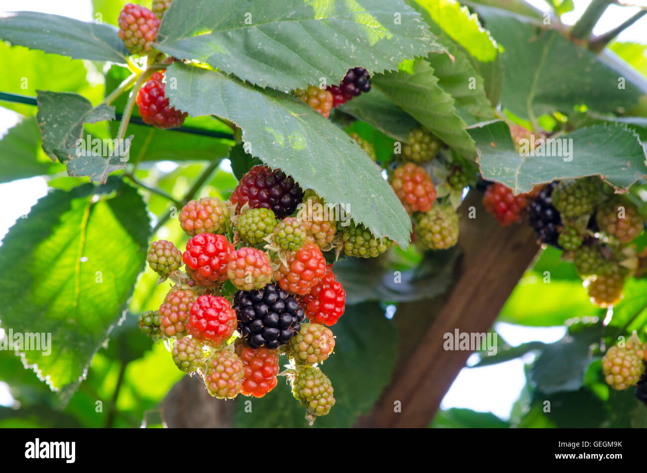 Fresh leaves on bushes hi-res stock photography and images - Alamy