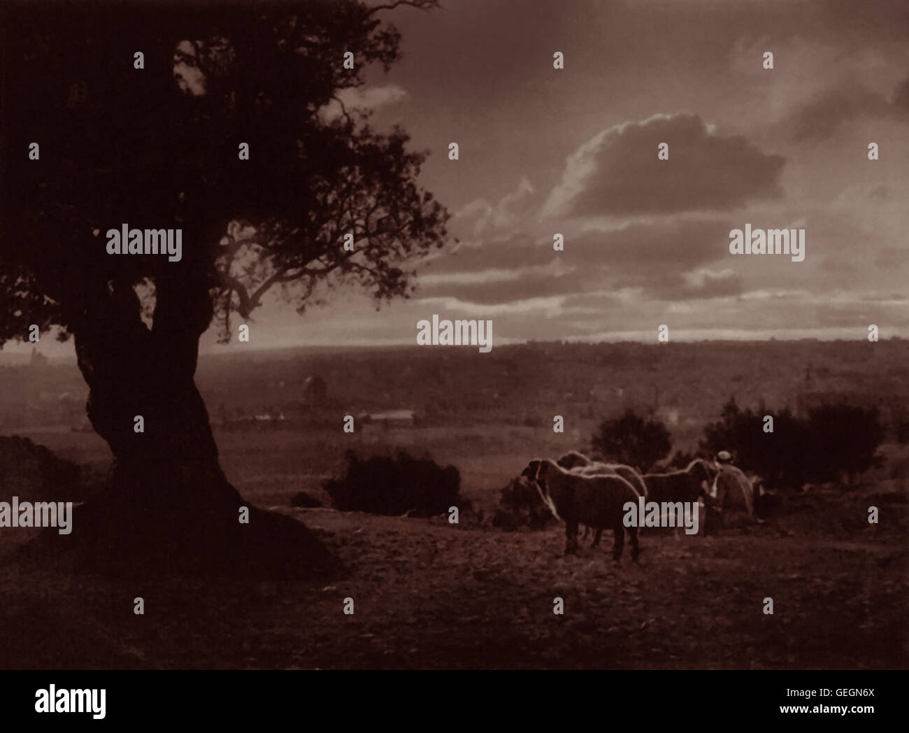 Shepherd with sheep on hillside overlooking Jerusalem. (circa late ...