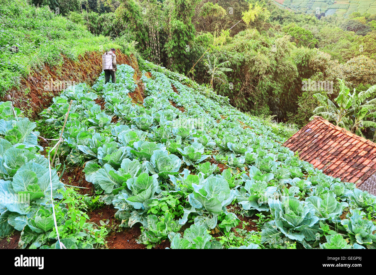 A farmer spraying pesticide to the cabbage plantation Stock Photo - Alamy