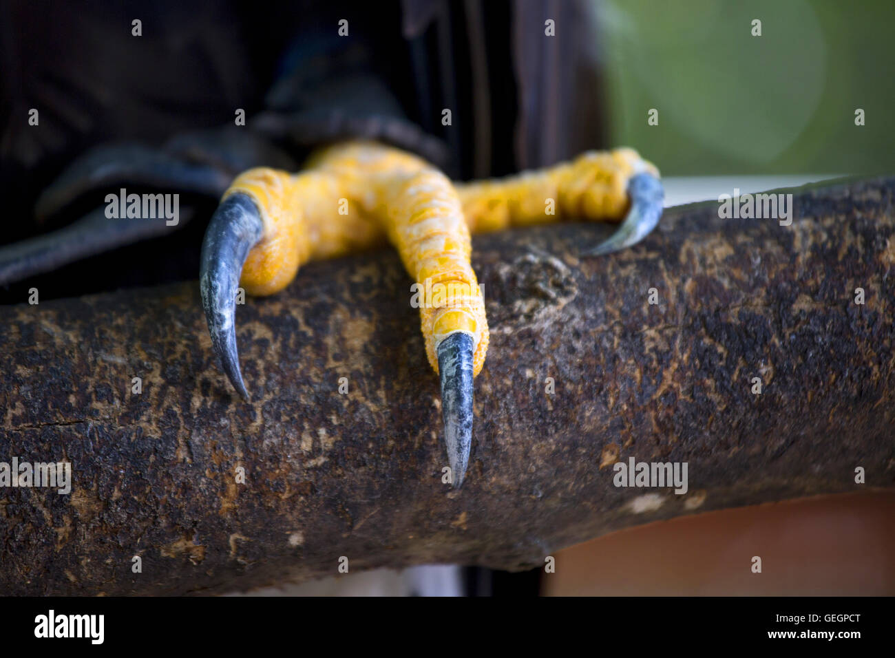 Closeup of a claws of an white-headed american bald eagle Stock Photo ...