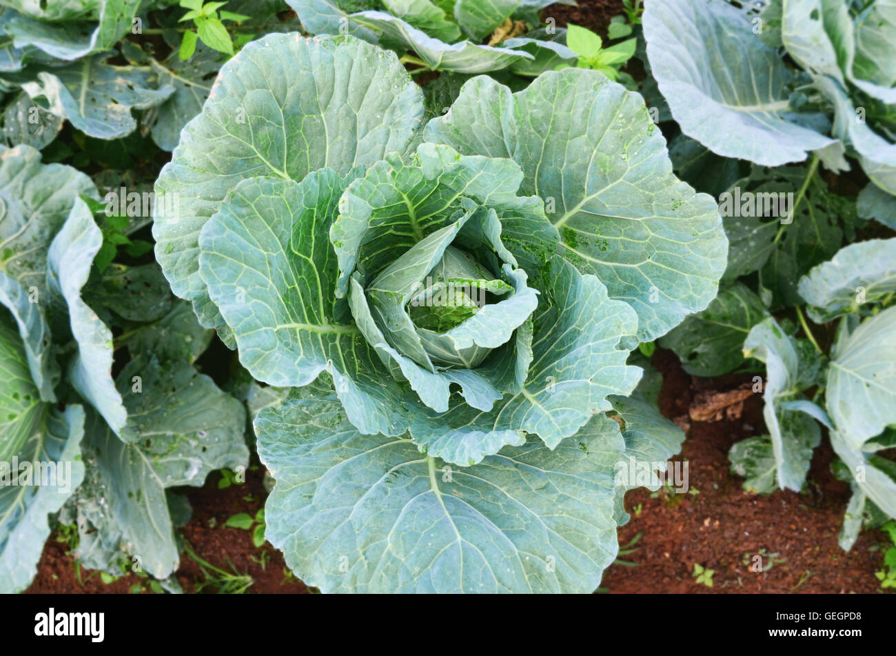 Cabbage green hi-res stock photography and images - Alamy