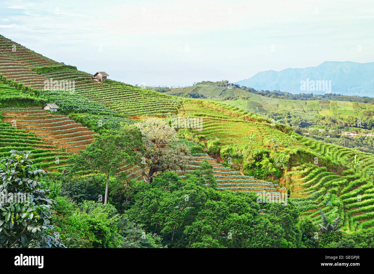 Landscape of green terrace plantation in Panyaweuyan, Majalengka, West ...