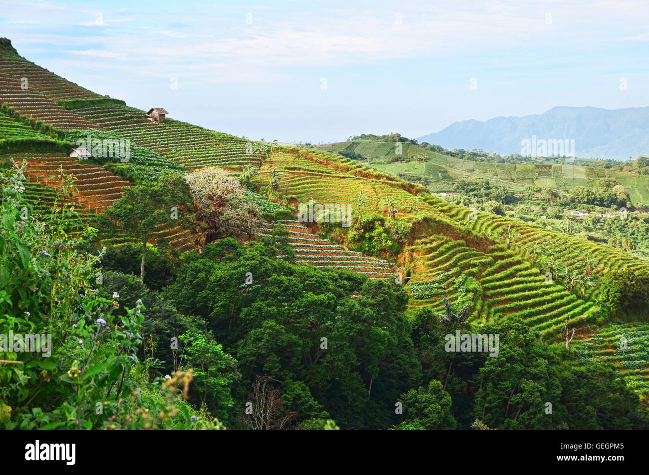 Landscape of green terrace plantation in Panyaweuyan, Majalengka, West ...