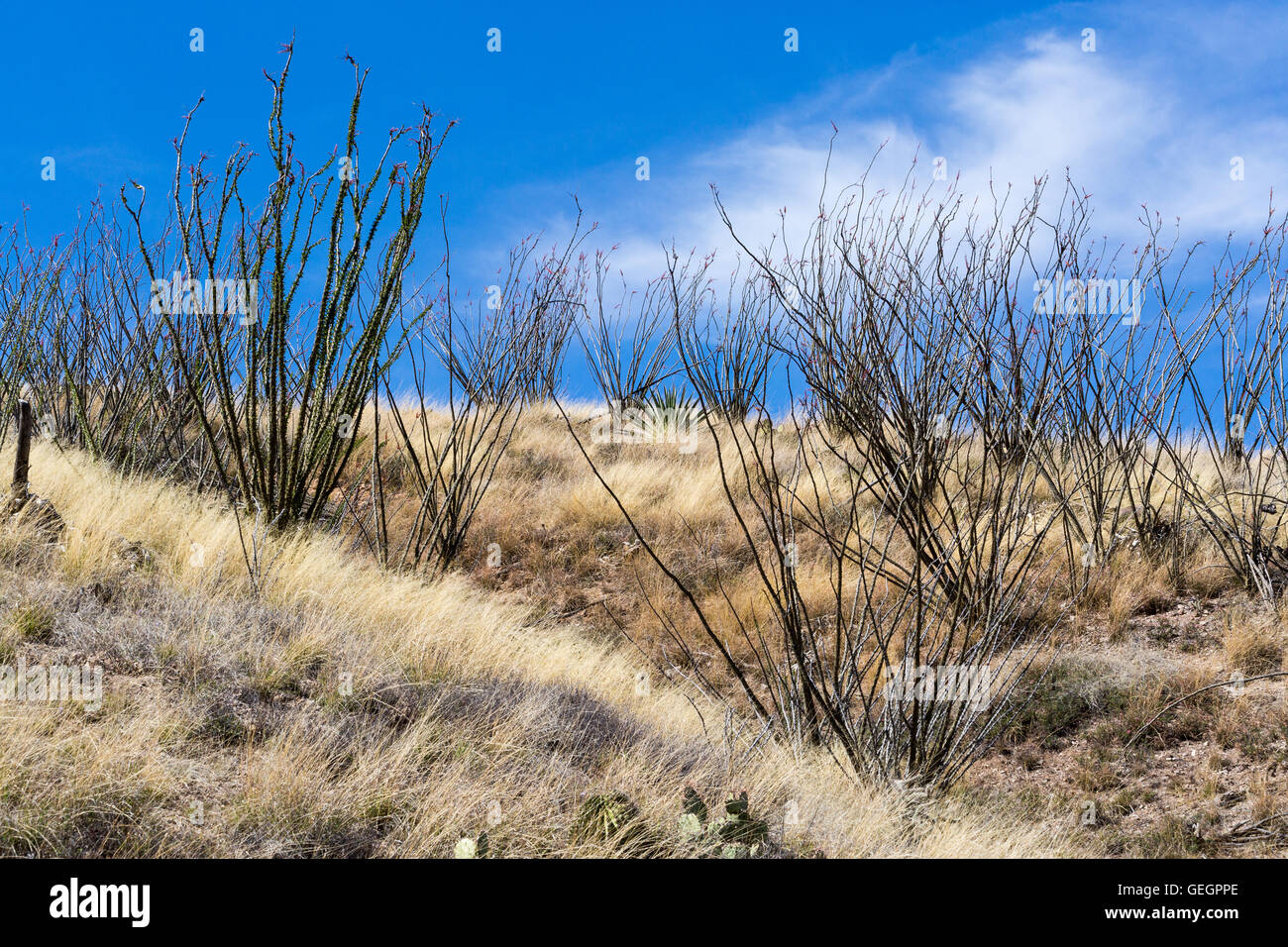 A forest of ocotillo in grasslands of the northern Santa Rita Mountain ...