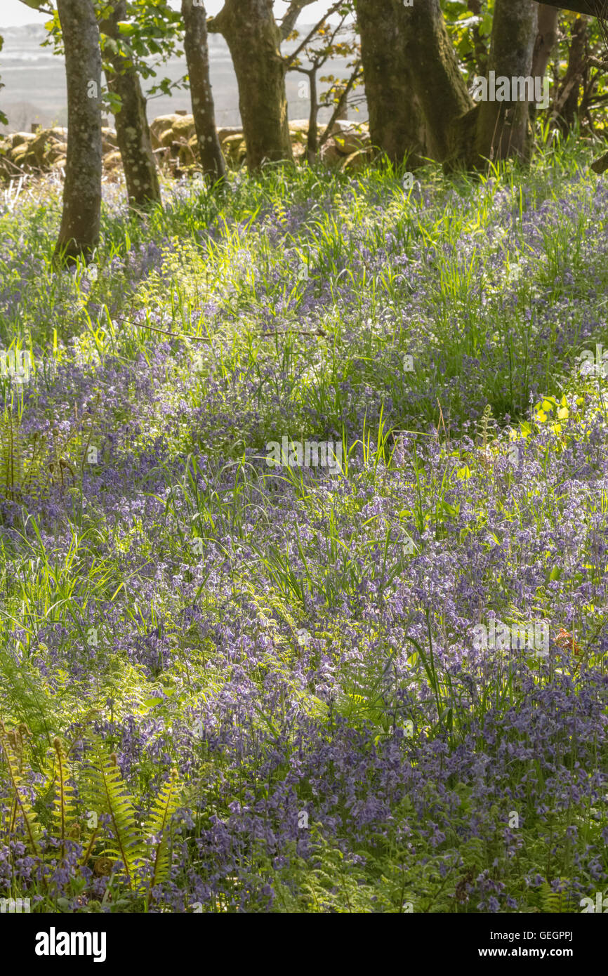 Bluebell wood, Mainsriddle, near RSPB Mersehead Stock Photo - Alamy