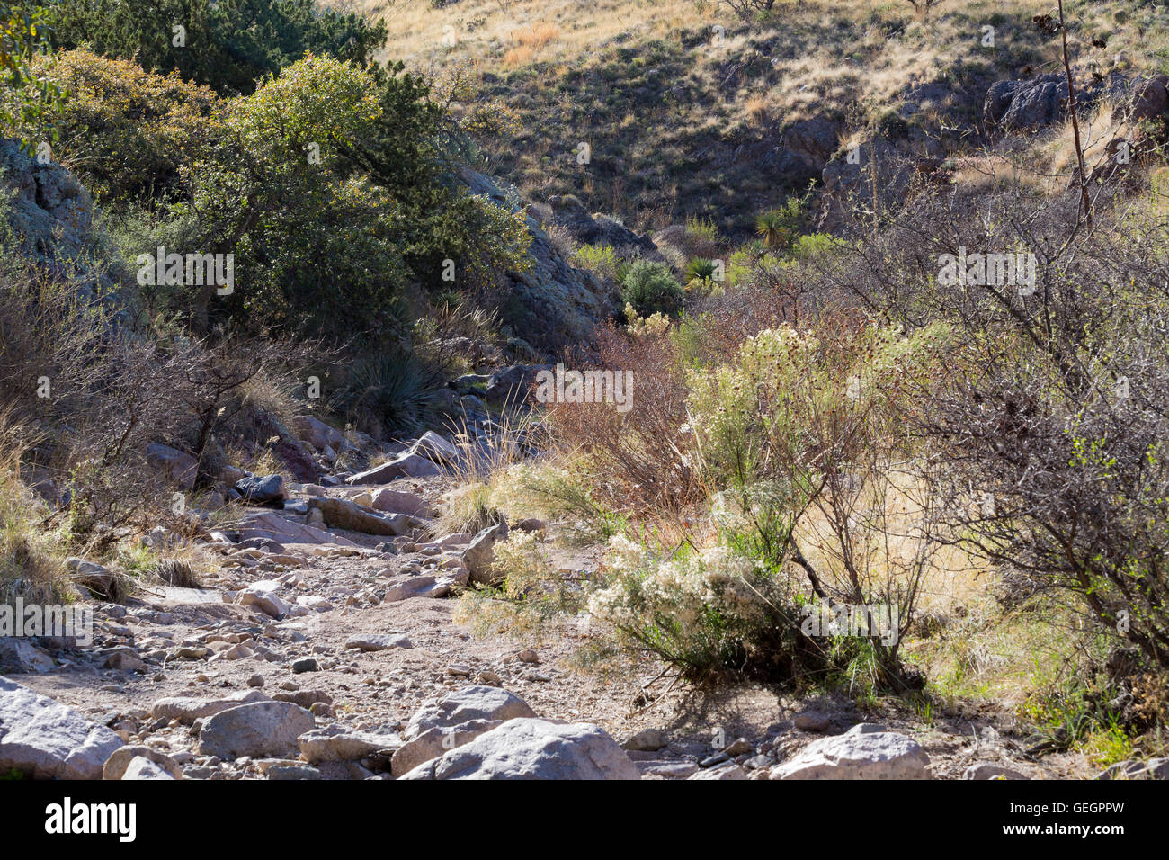 Riparian desert vegetation in a small canyon in the northern Santa Rita ...