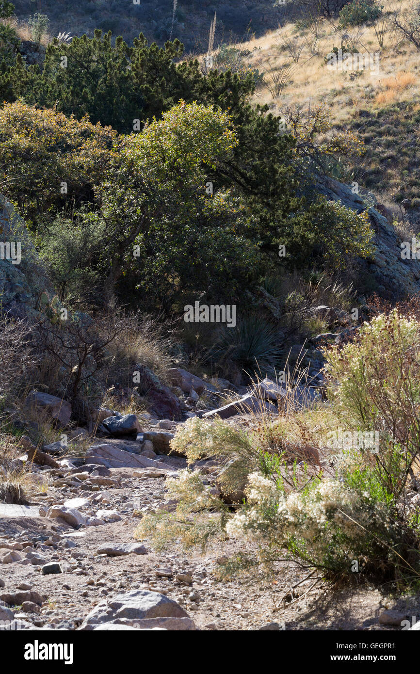 Riparian desert vegetation growing along a creek in northern Santa Rita ...