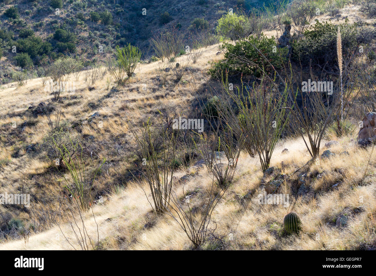 A forest of ocotillo in the grasslands of the northern Santa Rita ...