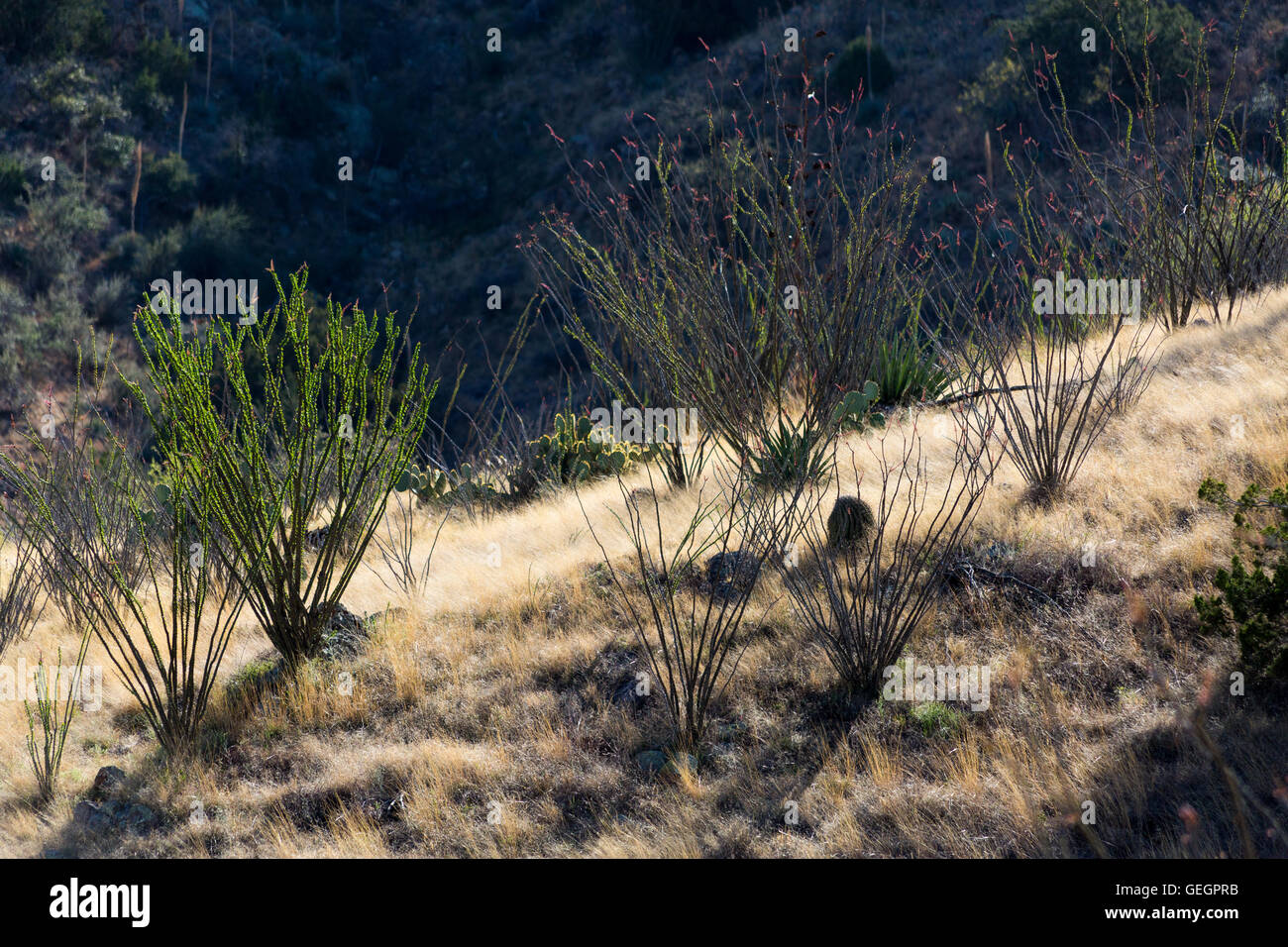 A forest of ocotillo growing in grasslands of the northern Santa Rita ...