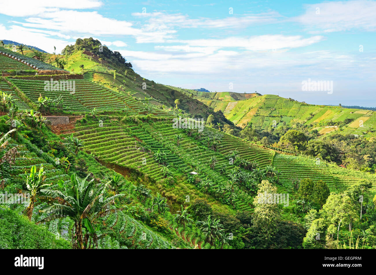 Landscape of green terrace plantation in Panyaweuyan, Majalengka, West ...