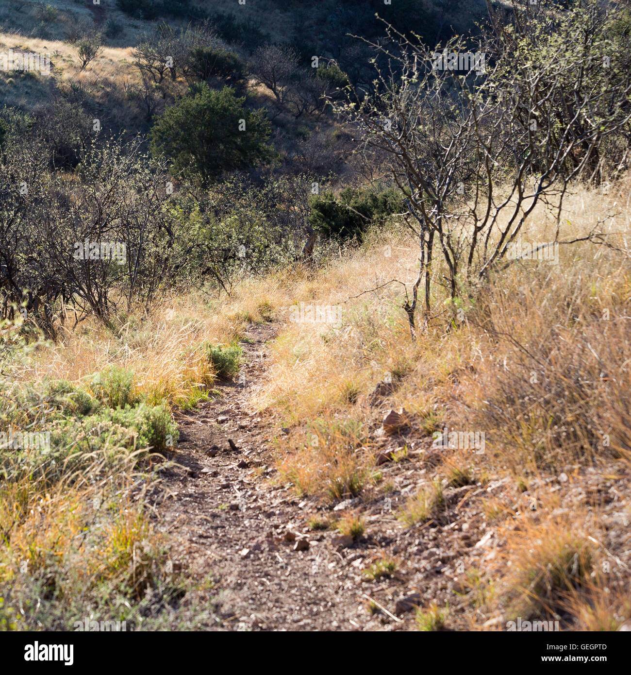 Mesquite trees along the Arizona Trail in the northern foothills of the ...