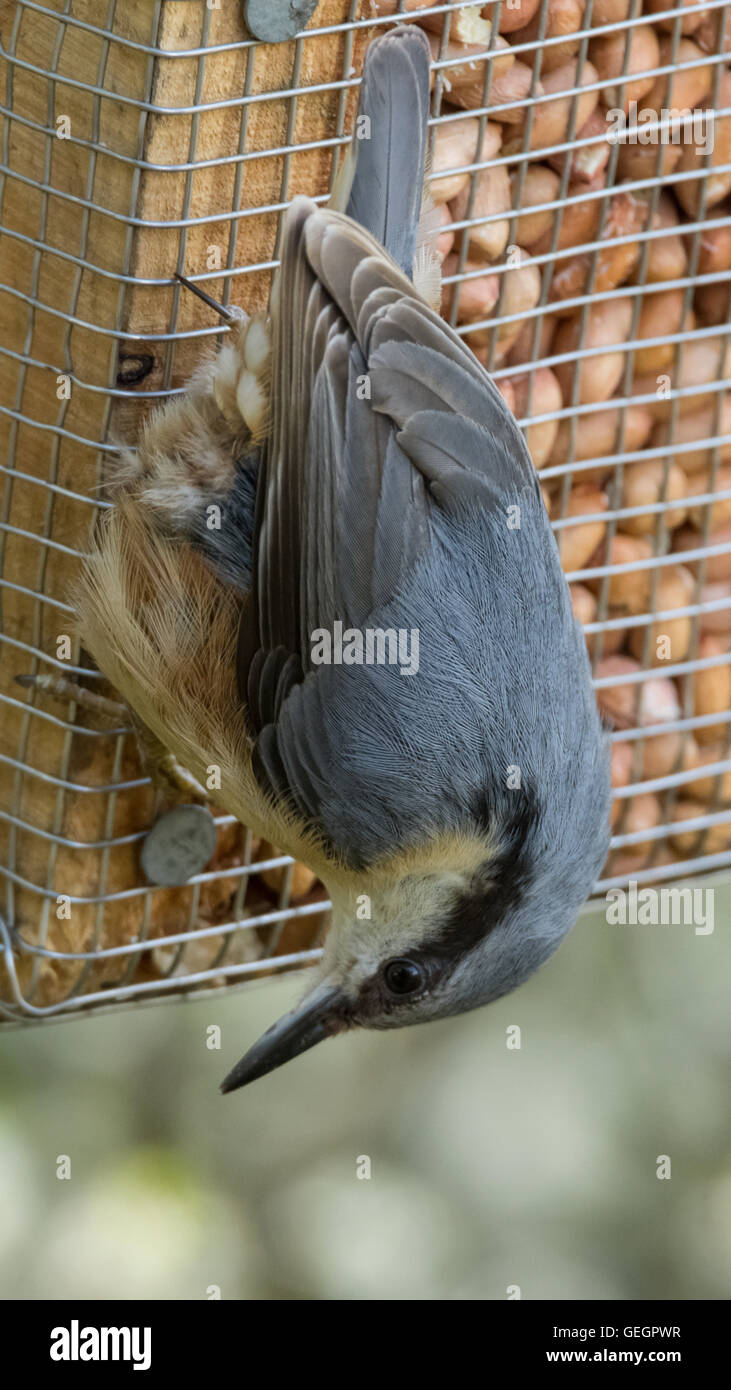 Nuthatch at RSPB Ken-Dee Marshes Reserve, Laurieston, near Castle ...