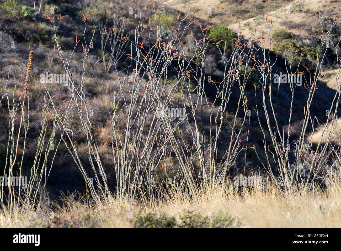 A forest of ocotillo growing in grasslands of the northern Santa Rita ...