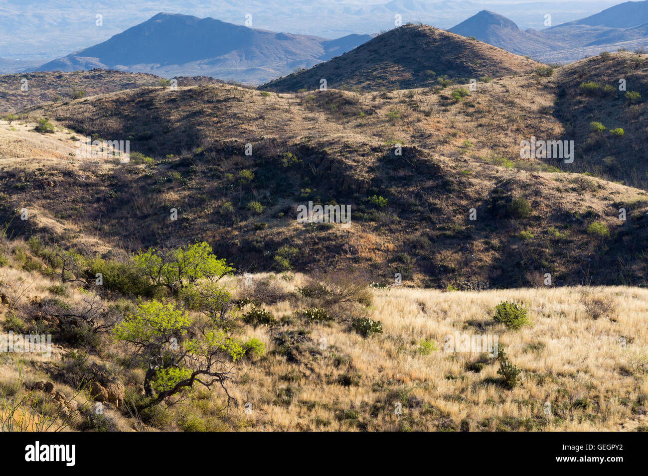 Juniper and mesquite trees dotting a hillside of the northern Santa ...