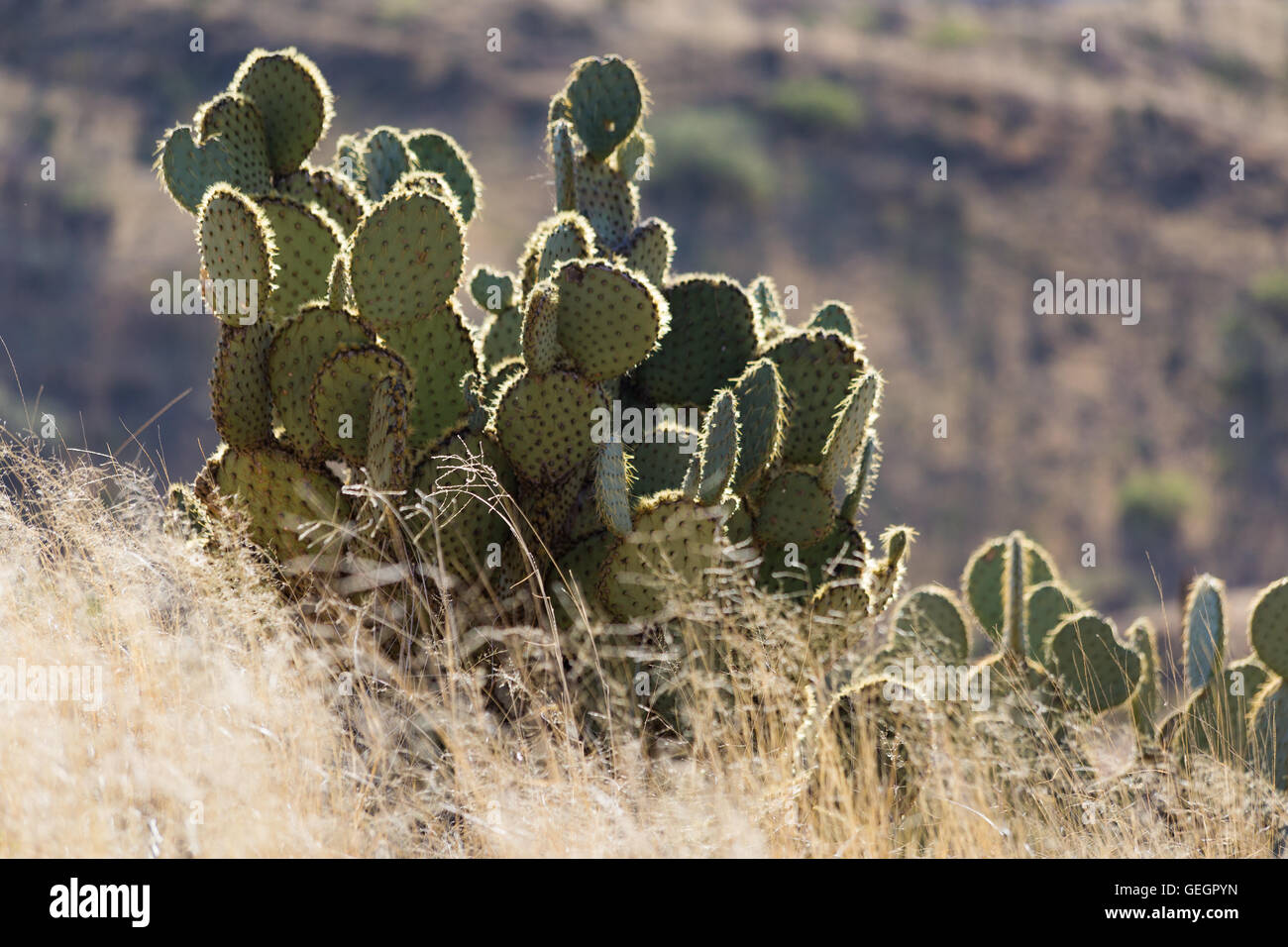 A prickly pear cactus growing above the northern foothills of the Santa ...