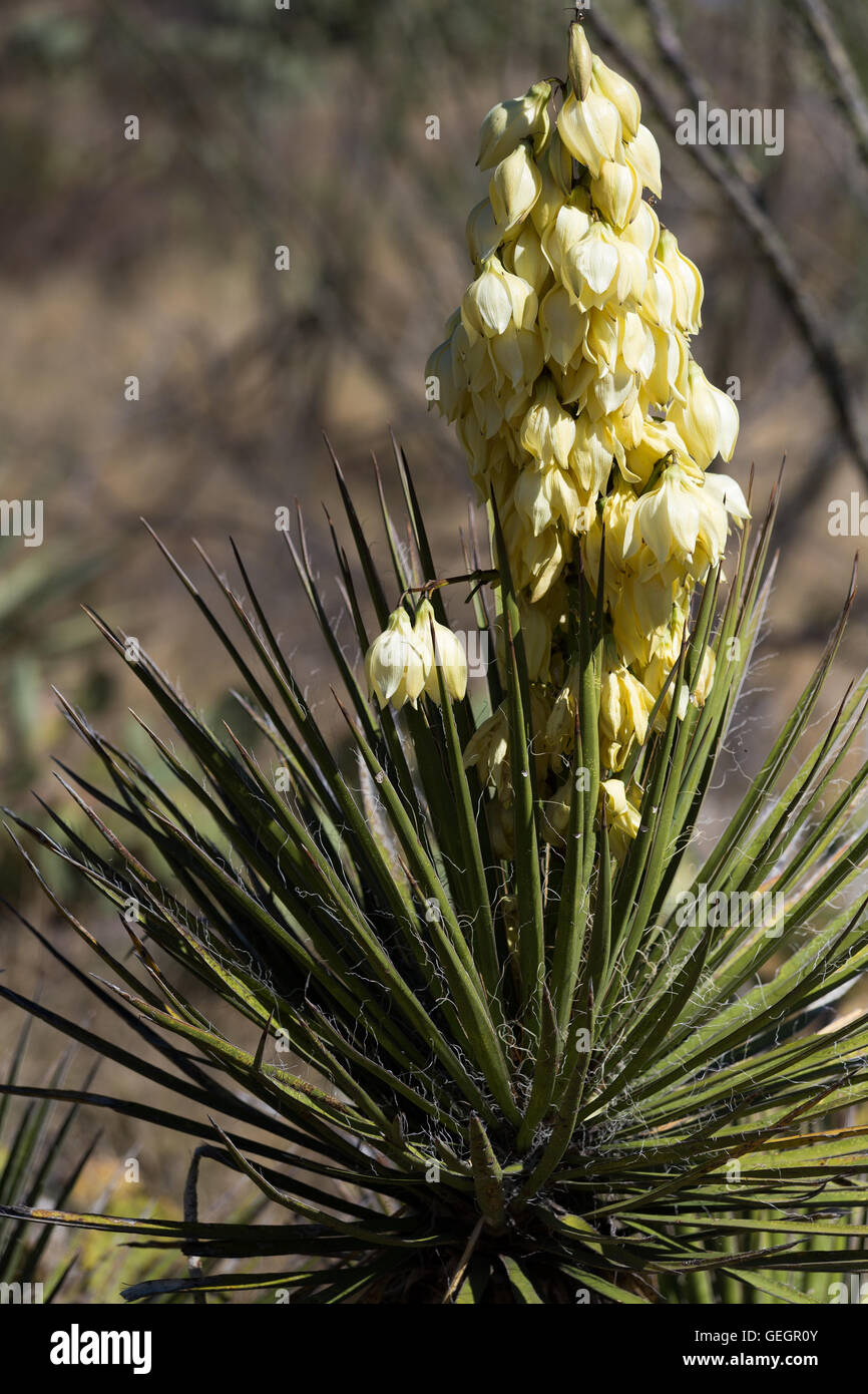 A yucca plant blooming in the grasslands of the northern Santa Rita ...