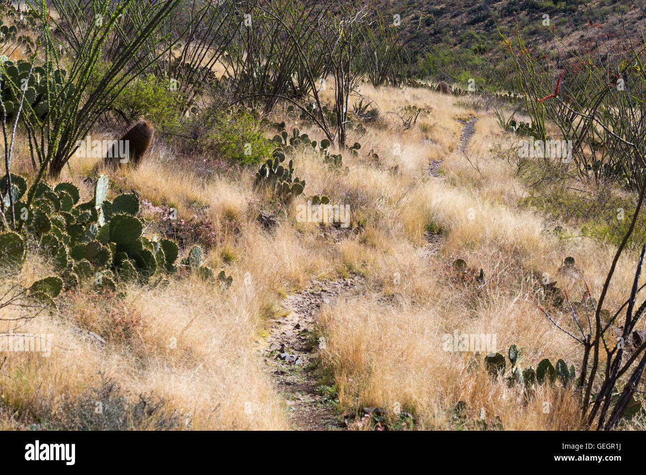 The Arizona Trail passing through the northern foothills of the Santa ...
