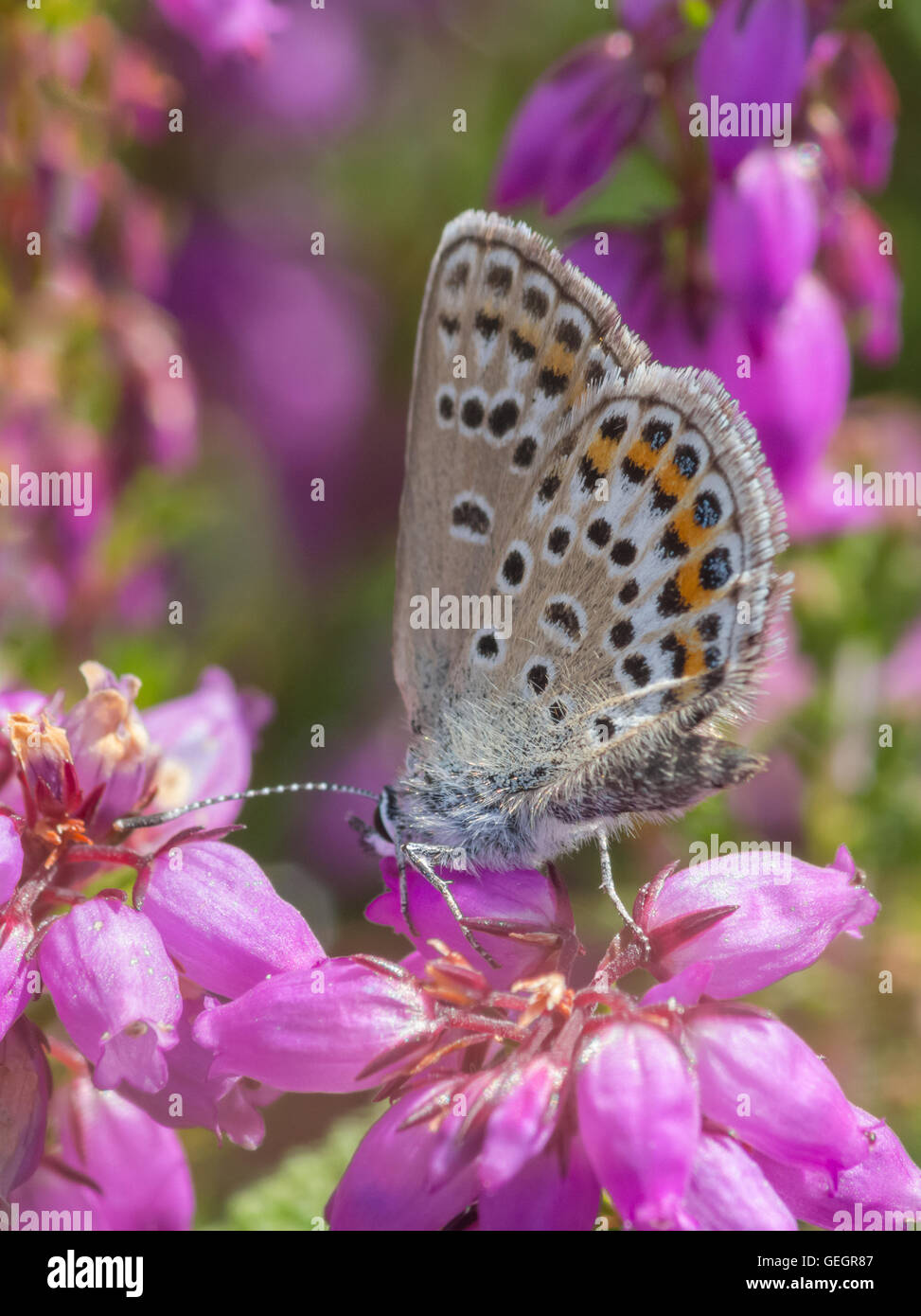 Silver-Studded Blue butterfly, Prees Heath, Whitchurch, Shropshire ...
