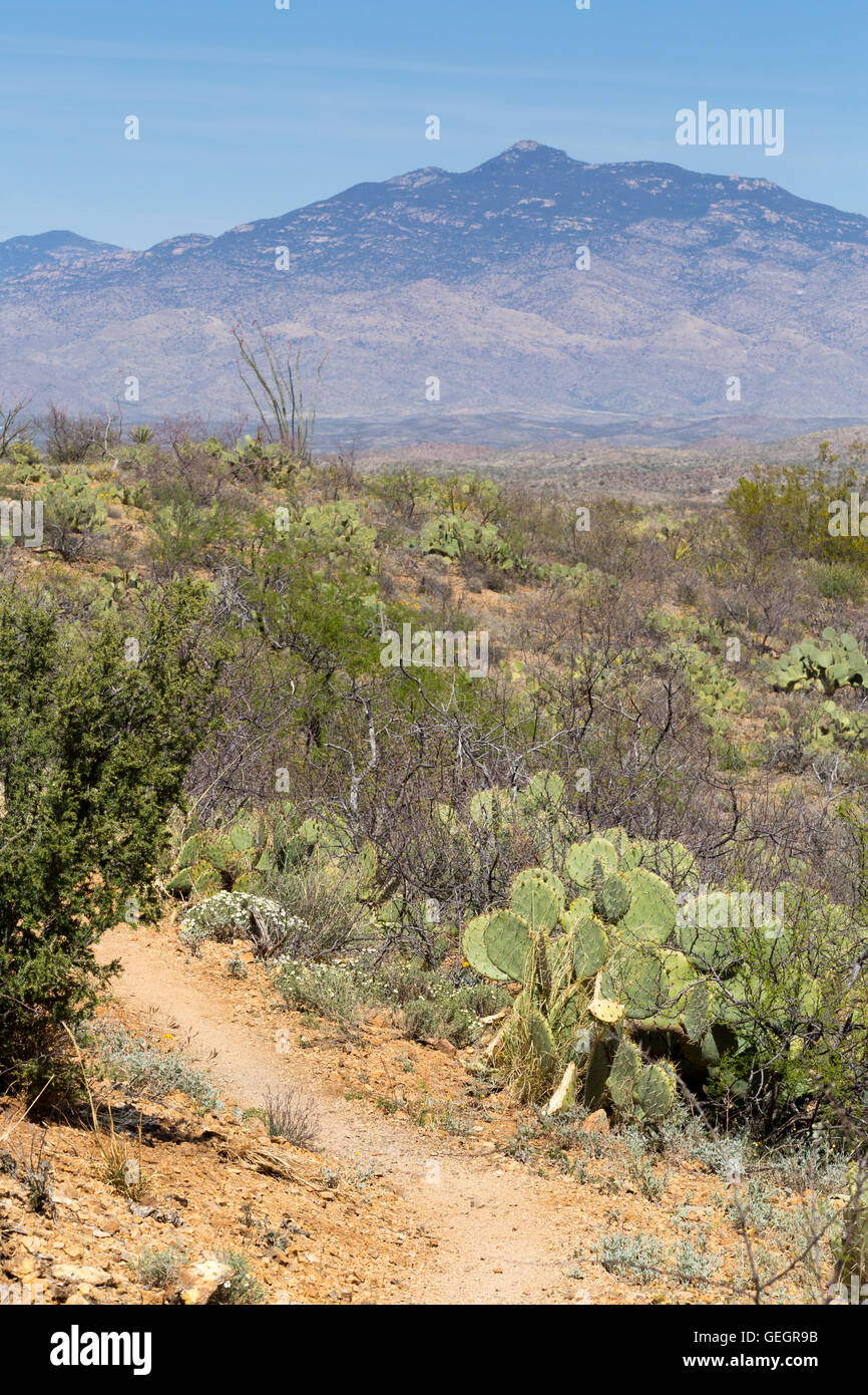The Arizona Trail descending grassland hills on its way to the Rincon ...