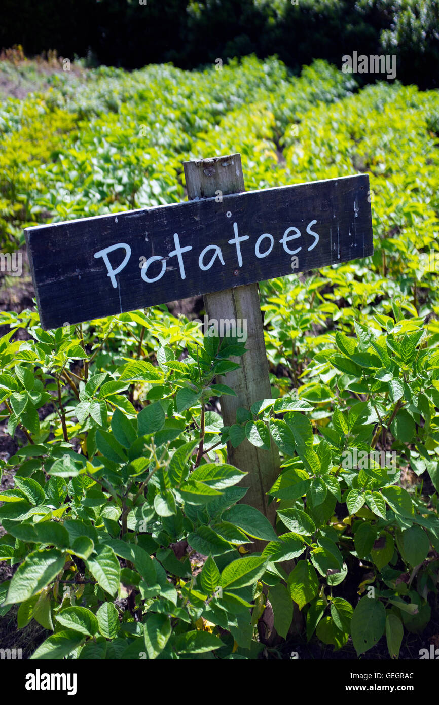 Potato patch with wooden sign Stock Photo - Alamy