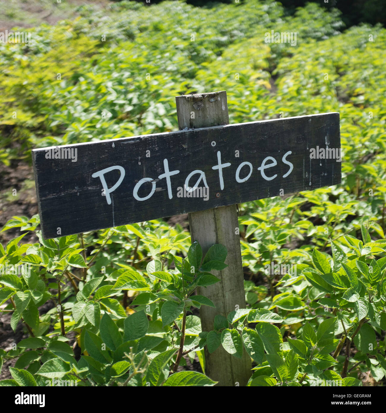 Potato patch with wooden sign Stock Photo - Alamy