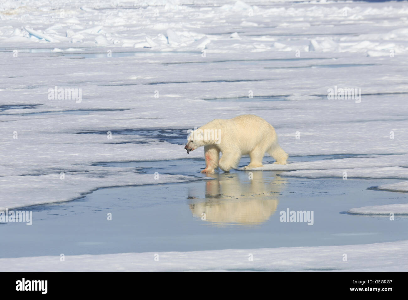 Polar Bear walking on arctic pack ice Stock Photo - Alamy