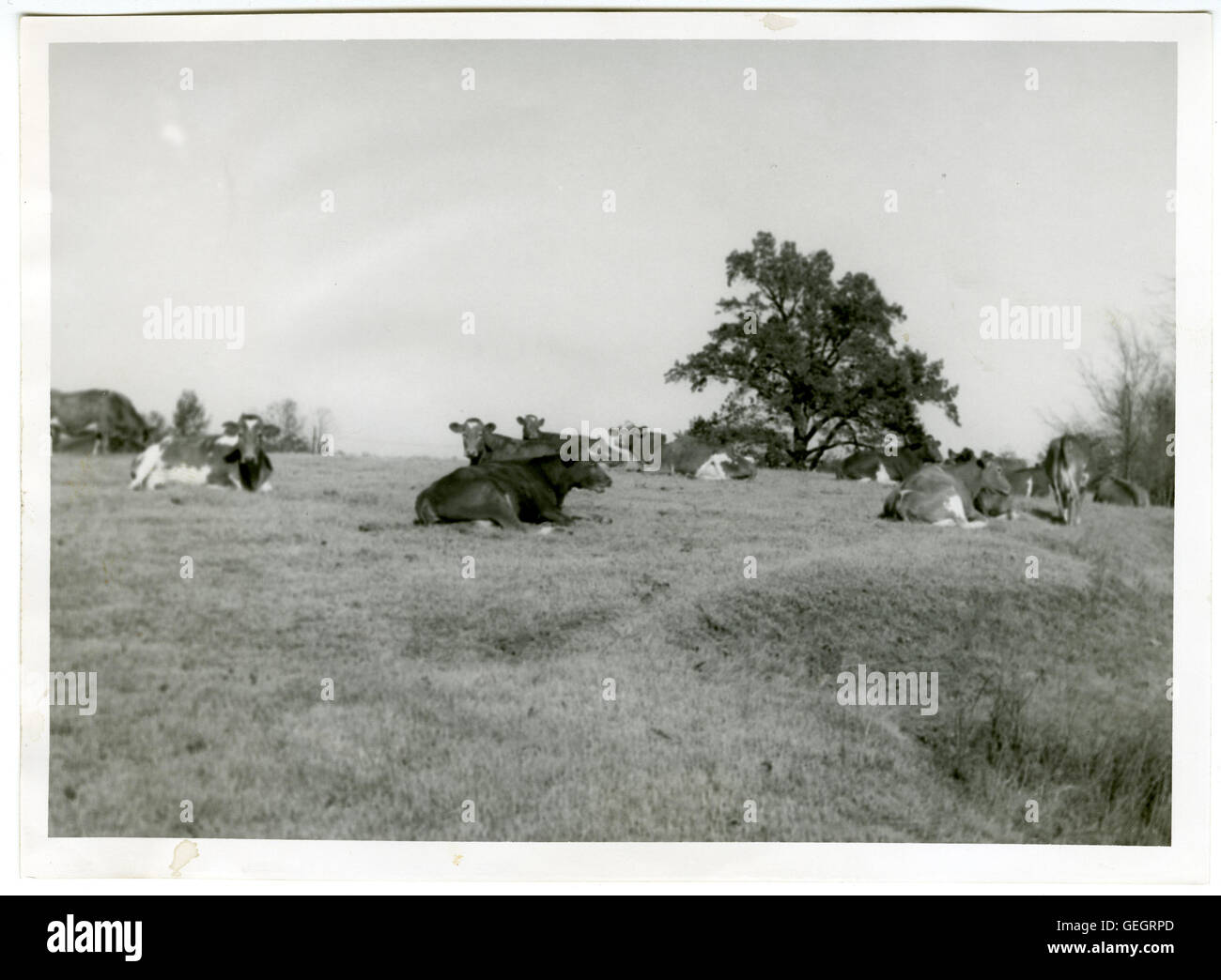 1950s farmer america hi-res stock photography and images - Alamy