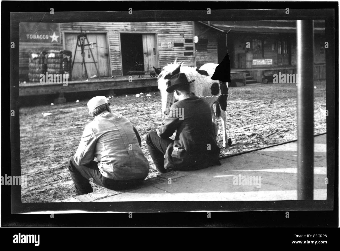 A young colt named Heslep’s colt is shown in this image, likely ...