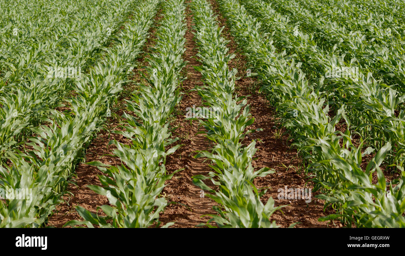 Mais feld hi-res stock photography and images - Alamy